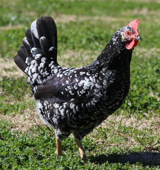 Ancona (April 30-May 1) — River Feeds