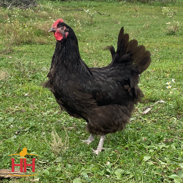 Chocolate Orpington (March 19-20) — River Feeds